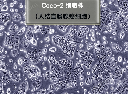 caco2细胞-苏州阿尔法生物实验器材有限公司